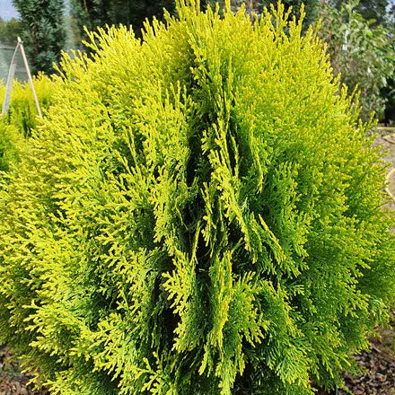 thuja-thuja-occidentalis-aurea-nana-platycladus-megatuinshop