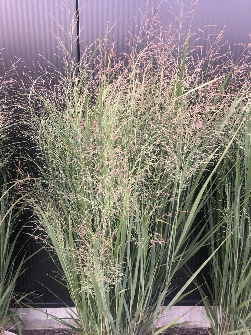 Vingergras (Panicum virg. 'Heavy Metal') – megatuinshop