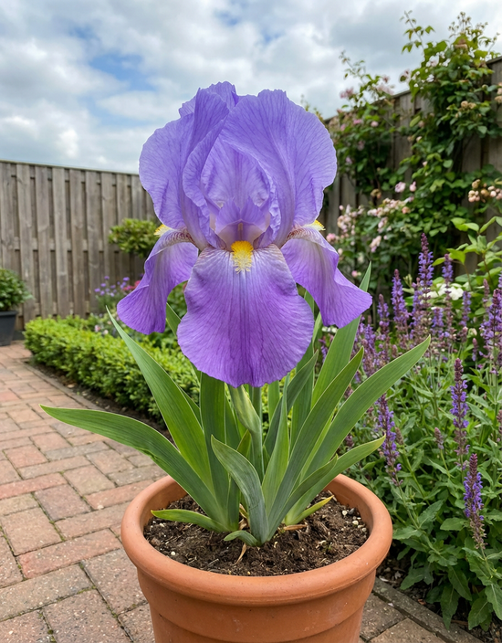Baardiris (Iris (G) 'Empress of India') – megatuinshop