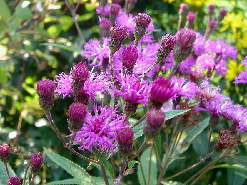 IJzerkruid (Vernonia crinata)