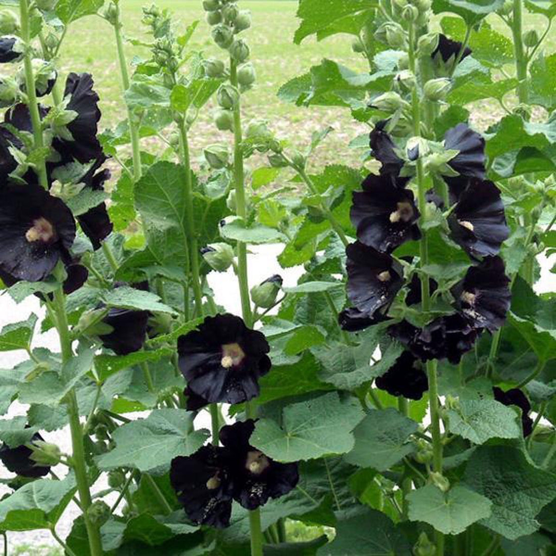 Stokroos (Alcea rosea 'Nigra') – megatuinshop