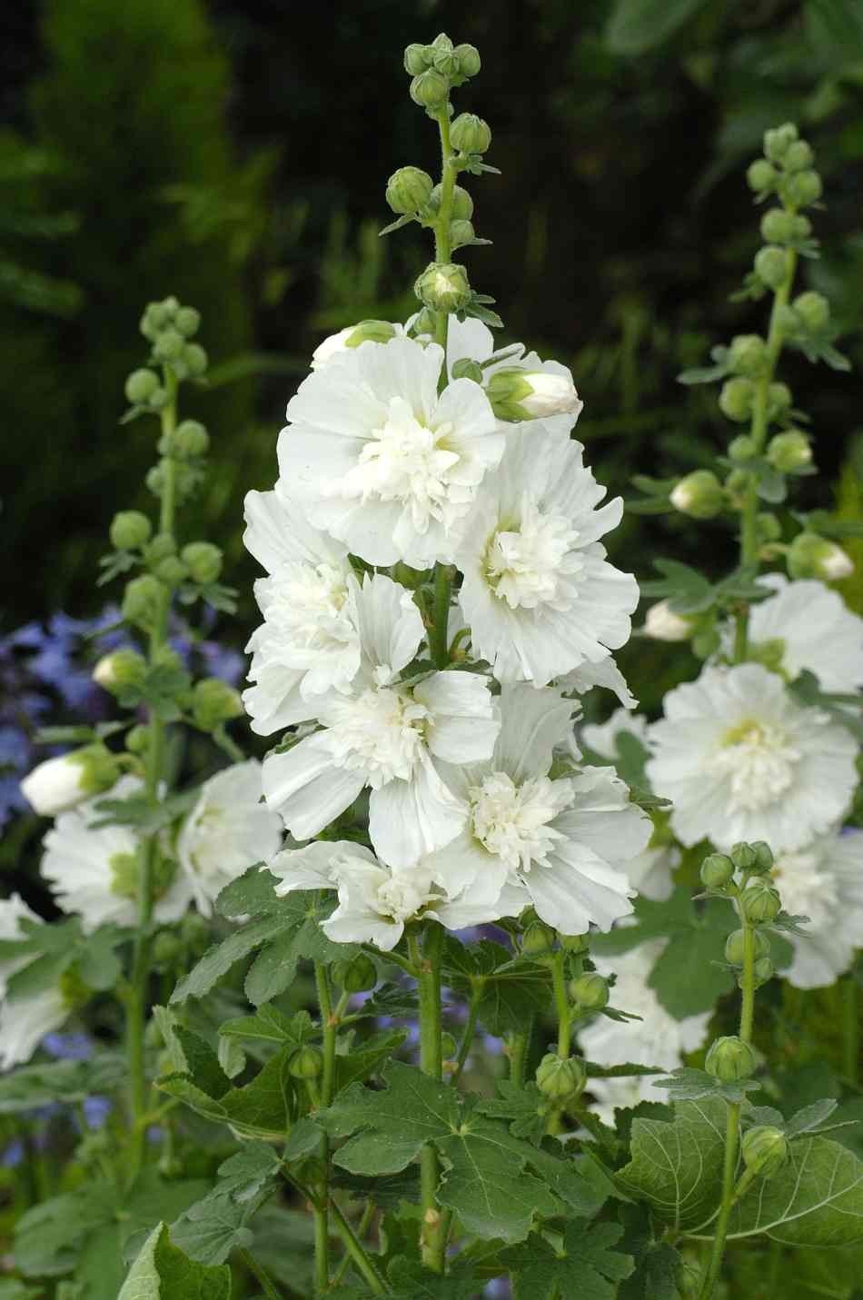 Stokroos (Alcea rosea 'Alba') – megatuinshop
